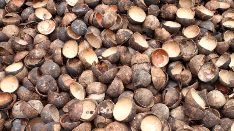 Coconut Shell Charcoal: Sustainable Fuel for Greener Future